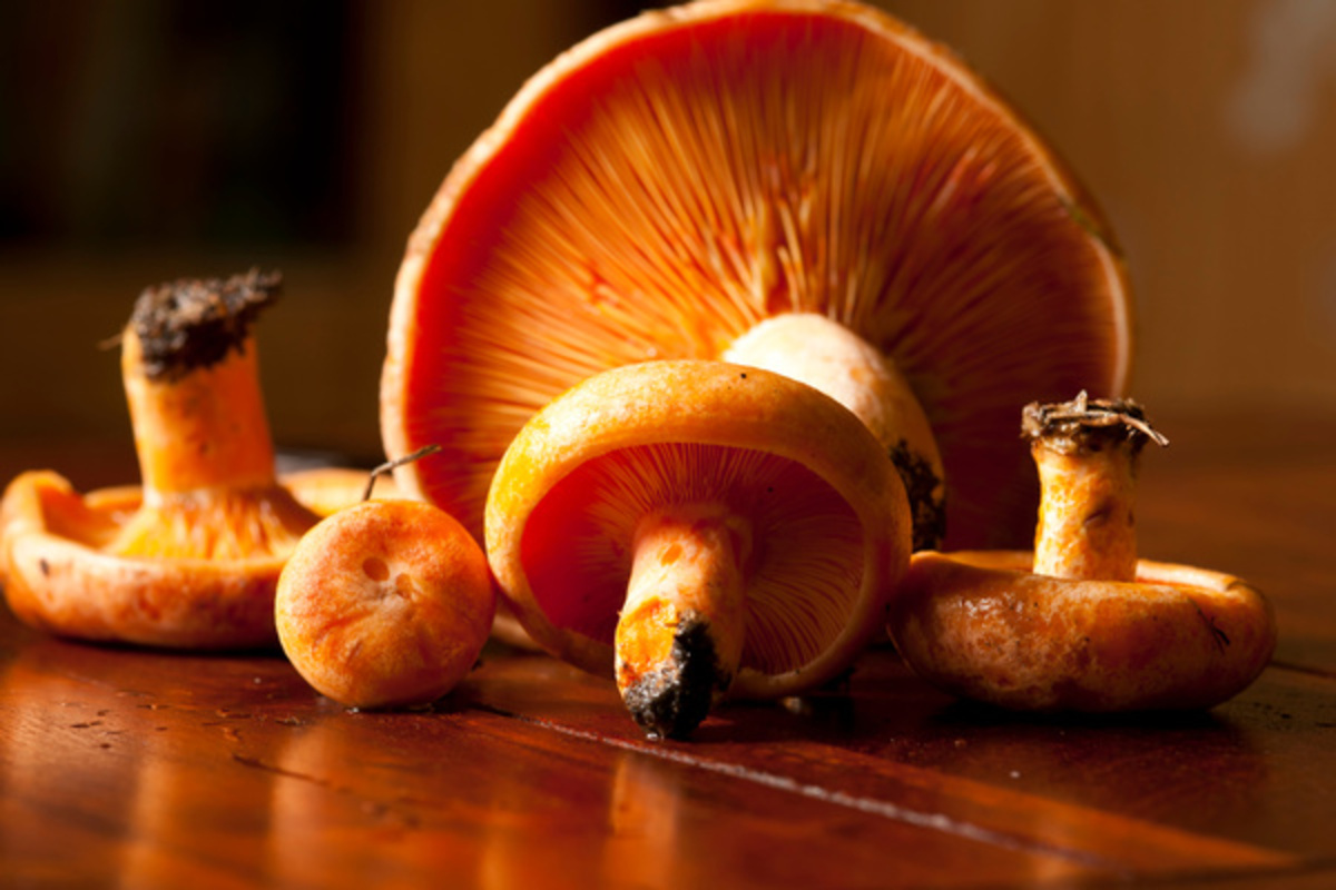 Jak przyrządzić rydze?